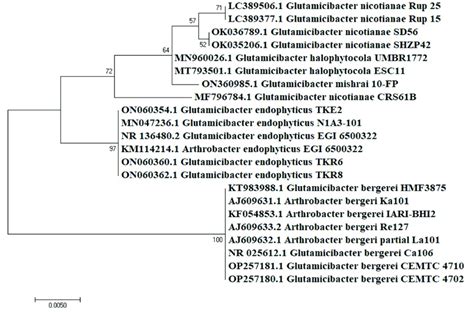 phylogenetic tree reconstruction of glutamicibacter species by maximum
