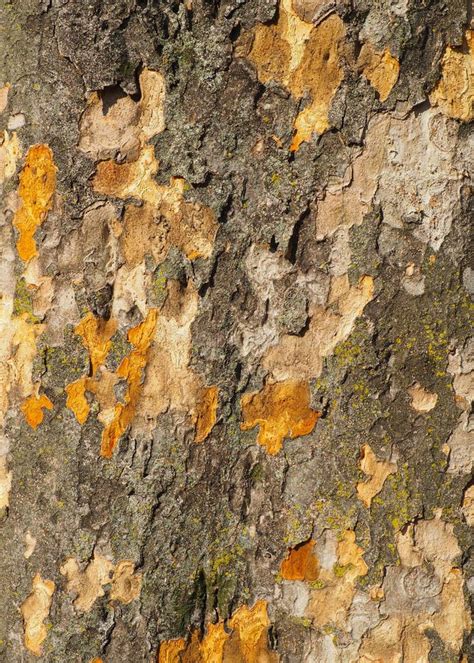 Camo Style Tree Bark Stock Image Image Of Forest Outdoors 5149161
