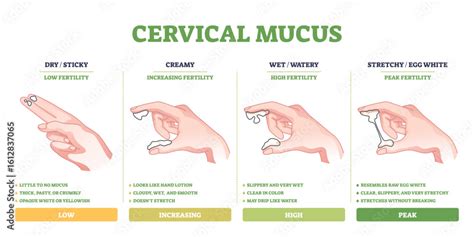 Cervical Mucus Diagram Shows Hand Gestures And Mucus Types To
