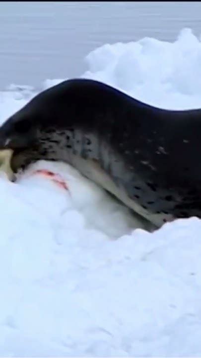Leopard Seal Attack Emperor Penguin 🙀☠️⚔️ Youtube