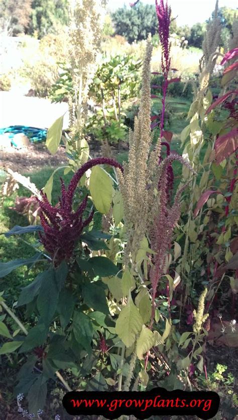 Amaranthus Albus How To Grow And Care