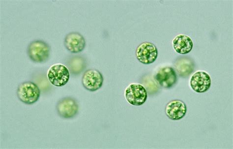 Protist Images Asterococcus