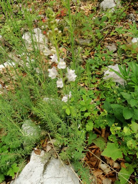 Plantsnap Identify Plants Trees Mushrooms With An App
