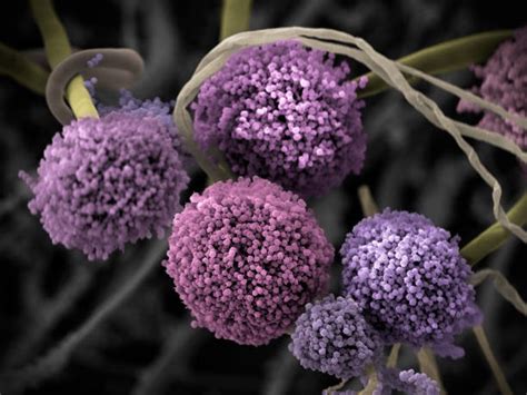 Hơn 2 200 Fruiting Structure ảnh Hình Chụp And Hình ảnh Trả Phí Bản Quyền Một Lần Sẵn Có Istock