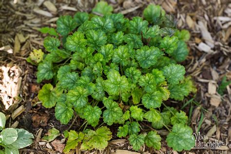 Heuchera Ruby Bells Ruby Bells Coral Bells Care Travaldos Blog