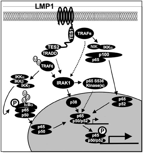 IL 1 Receptor Associated Kinase 1 Is Critical For Latent Membrane