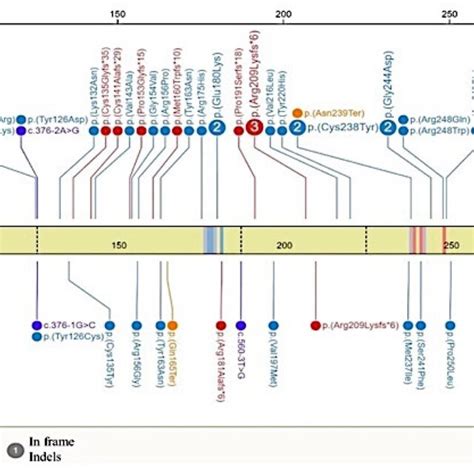 Distribution Of Tp53 Variants In The Context Of A Protein Structure