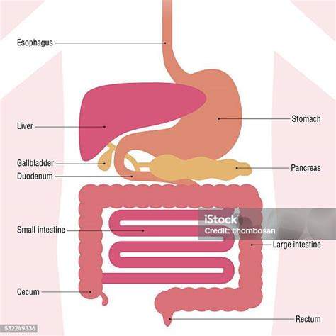 휴머니즘 소화 기관 간소화됐습니다 일러스트 및 각 기관 이름 순서에 대한 스톡 벡터 아트 및 기타 이미지 순서 인간의 소화계통 간 내부 기관 Istock