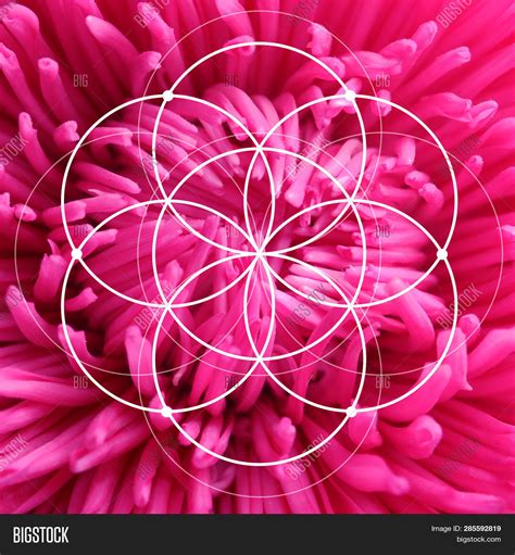 Fibonacci Sequence Flower