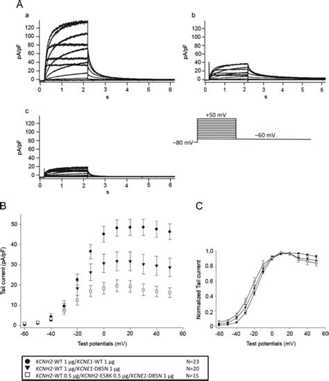 Functional Expression Analysis Of Kcnh2 With Kcne1 In Chinese Hamster