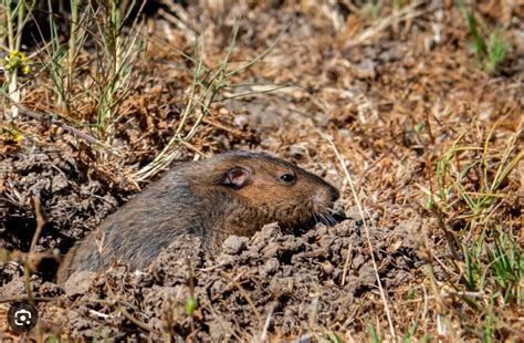 The Environmental Impact Of Gopher Control Methods