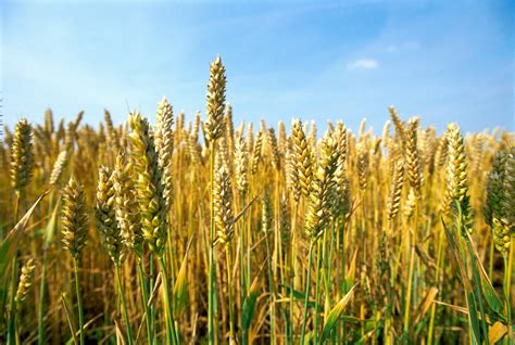 Neogen Launches First Rapid Test For Ergot Alkaloids