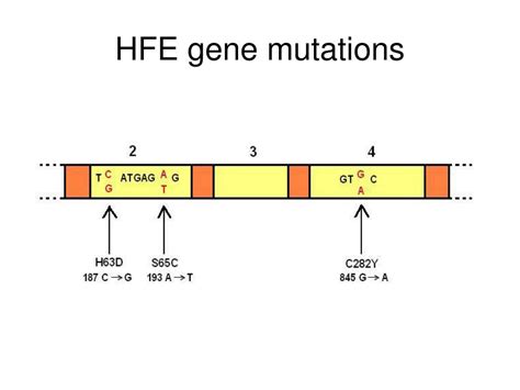 Ppt Analysis Of C282y Mutation In Hemochromatosis Gene Powerpoint Presentation Id 3578845