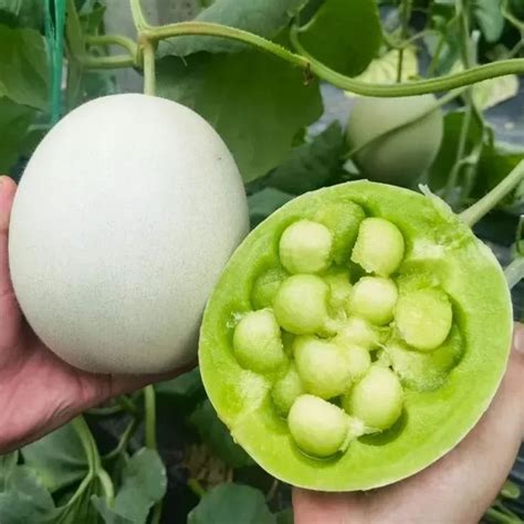 🤩hot Selling🍧🍈ice Cream Honeydew Melon Seeds