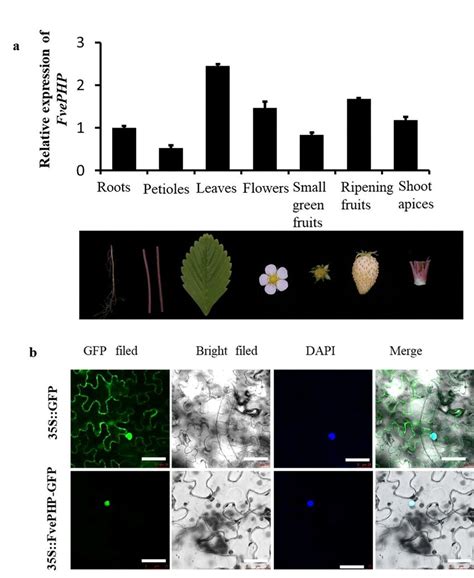 Expression Pattern And Subcellular Localization Of Fvephp A Expression