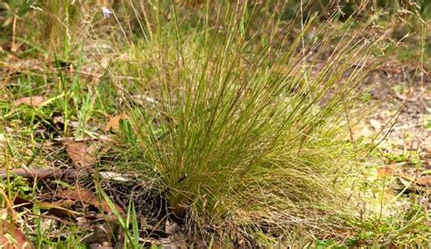 Grey Tussock Grass Grasslands
