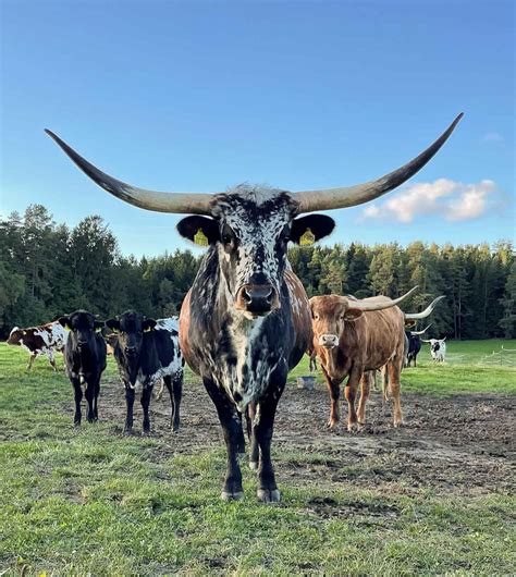 Ranch • Longhorn Distillery