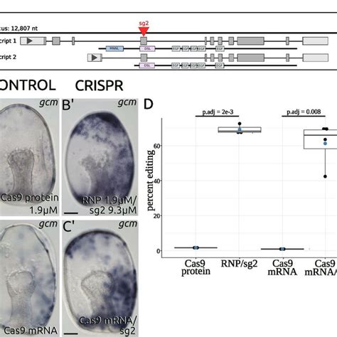 Spatio Temporal Control Of Crisprcas9 Mediated Gene Editing A