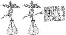 某同学在做探究茎对水分和无机盐的运输的实验时进行了如下操作取一新鲜带叶的丁香枝条将其下端插入装有红色溶液的锥形瓶中然后放在温暖向阳的
