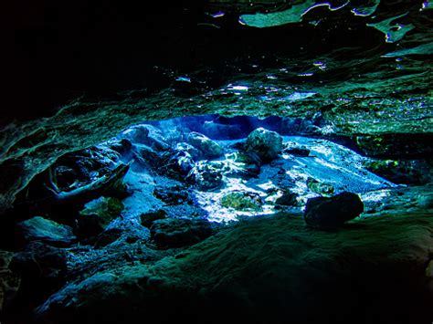 Sunlight Peeks Into The Cavern At Devils Eye Ginnie Springs Florida