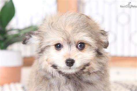 Types Of Pomapoo Colors With Pictures