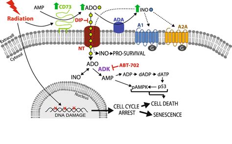 Schematic Illustration Of How The Uptake Of Adenosine Induces T24 Cell