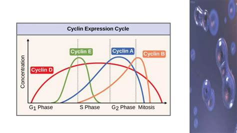 Cell Cycle Regulation Pptx