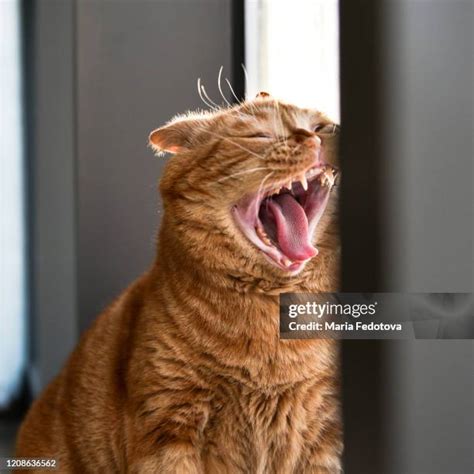Screaming Cat Photos And Premium High Res Pictures Getty Images