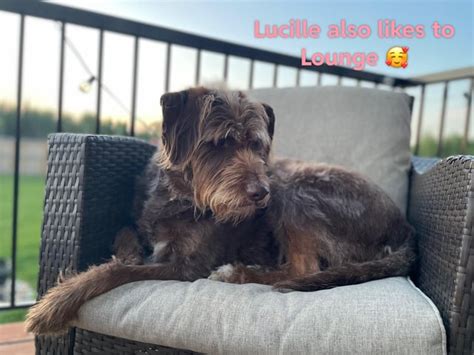 Lazy Lucy Rdoggos