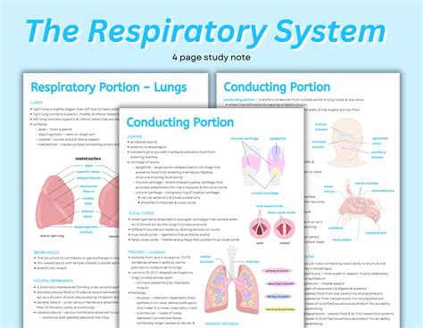 Respiratory System Notes Intro To Anatomy Diagrams And Notes Lungs
