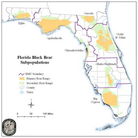 Florida Black Bear Bear Conservation