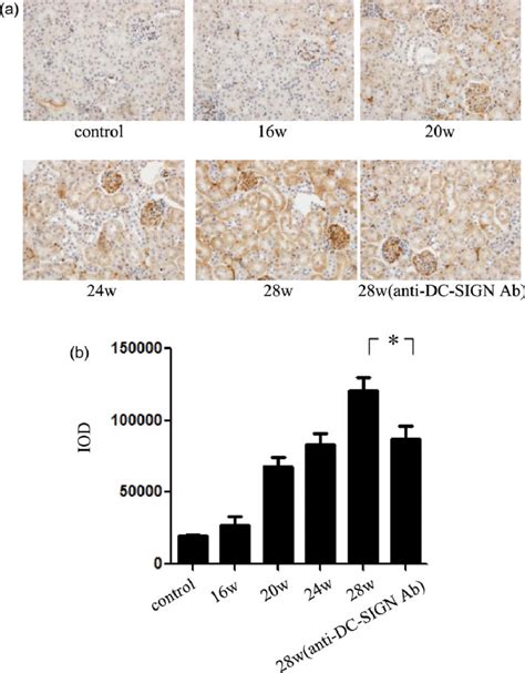 Dendritic Cell Specific Intercellular Adhesion Molecule 3 Grabbing