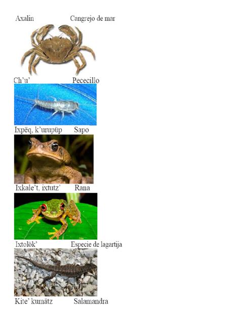 Animales Acuaticos Pdf