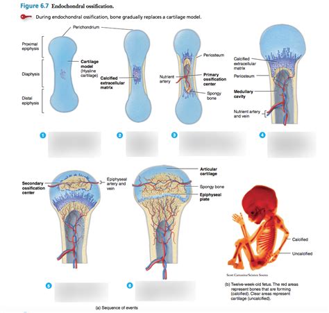 Ch 6 Endochondral Ossification Diagram Quizlet