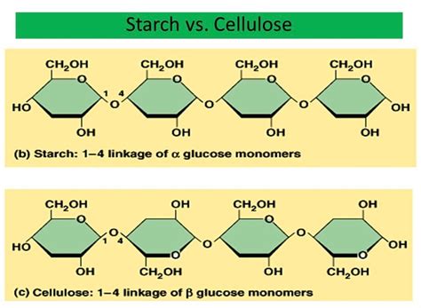 Cellulose Vs Starch Structure Polysaccharides Formation Types