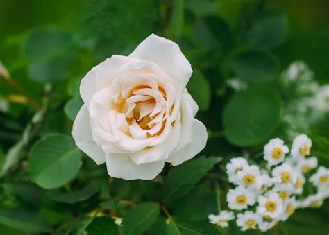 Premium Photo Beautiful Rose Flowers Close Up