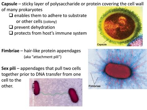 Ppt Chapter 27 Bacteria And Archaea Powerpoint Presentation Free Download Id 2102194