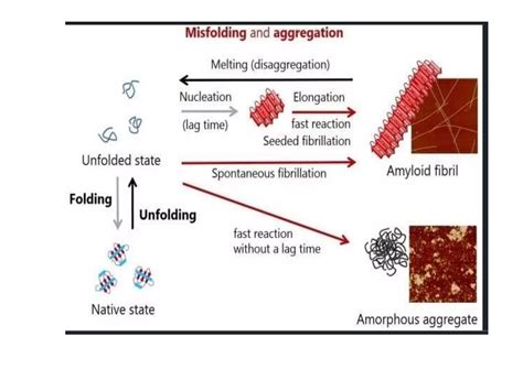 Protein Folding Pptx