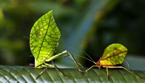 New Species Of Leaf Mimicking Insect Discovered In South America