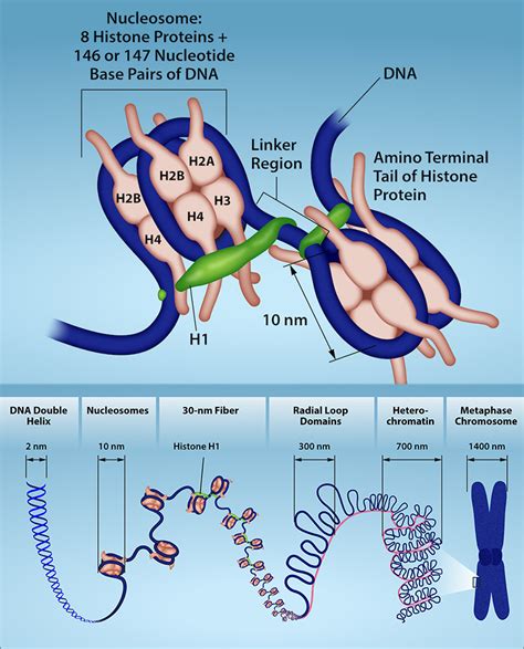 102 Cell Division Biology Libretexts