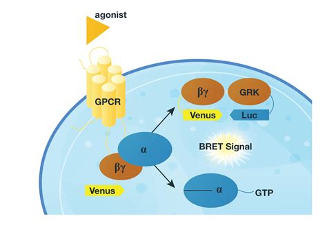 A Nanobret™ Biosensor For Gpcrg Protein Interaction With The Kinetics