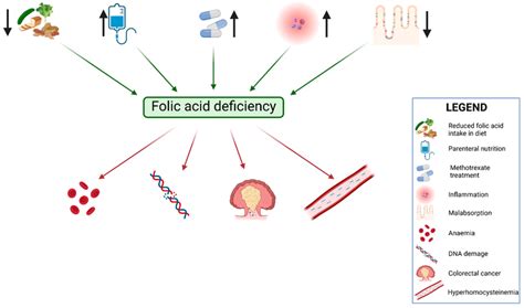 Folic Acid Deficiency Cks