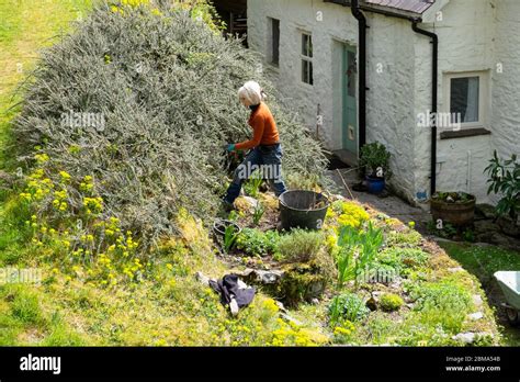 Woman Pruning Cotoneaster Horizontalis Bush Growing On Slope In Sloping