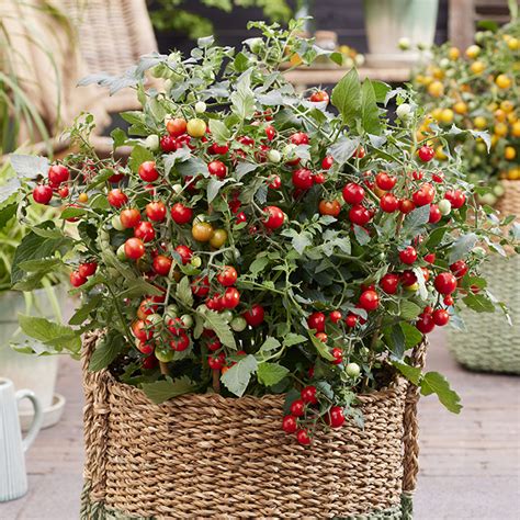 Tomato Tiny Temptations™ Red Hybrid Hybrid Cherry Tomato Seeds Totally Tomatoes