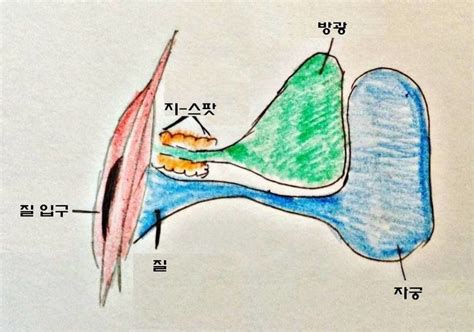 지스팟 G Spot 은 있다