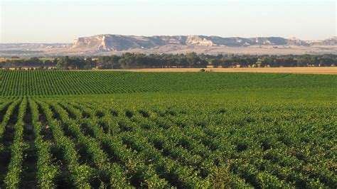 Physoderma Brown Spot Cropwatch Nebraska