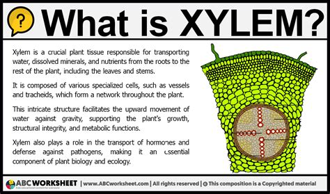 What Is Xylem Definition Of Xylem