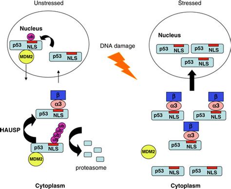 Model Of Regulating P53 Nuclear Import In Unstressed Cells The