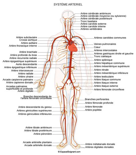 Système Vasculaire Anatomie Cardiologie Vasculaire Cours Soignants