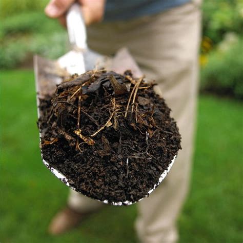 14 Powerful Diy Cucumber Fertilizers You Should Try Once Balcony